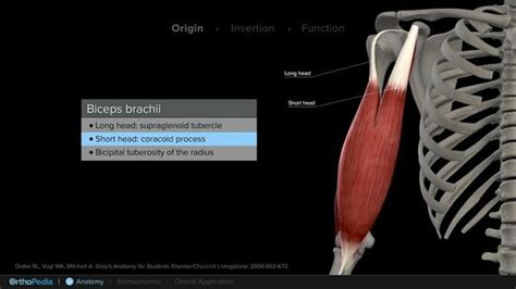 Anatomy Of The Elbow With Distal Biceps Tendon Injuries Arthrex