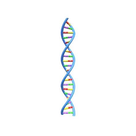 Structure Of How To Draw Structure Of DNA Double Easy 44 OFF