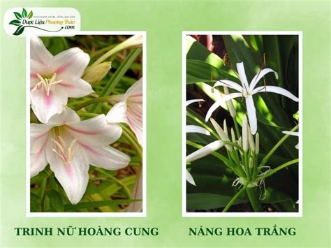 Trinh Nữ Hoàng Cung là cây gì Thảo dược số 1 cho phụ nữ