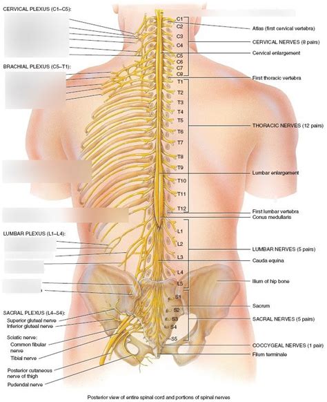 Peripheral Ns Cervical And Brachial Plexus Diagram Diagram Quizlet