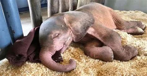 Video Albino Baby Elephant Caught In A Snare Inspires The World With