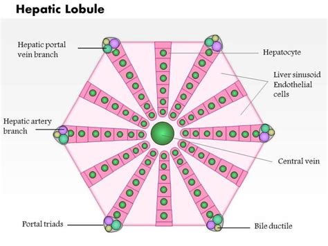 Leverlobje Leverkwabje
