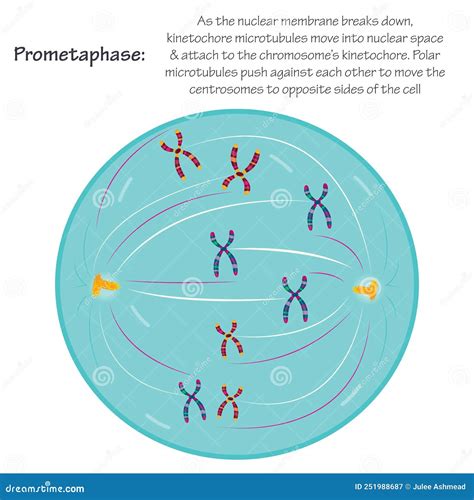 Est Gio Prometafase De Mitose Ilustra O Do Vetor Ilustra O De