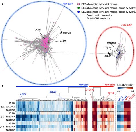 a gene regulatory network of bzip28 and bzip60 underlying root growth download scientific