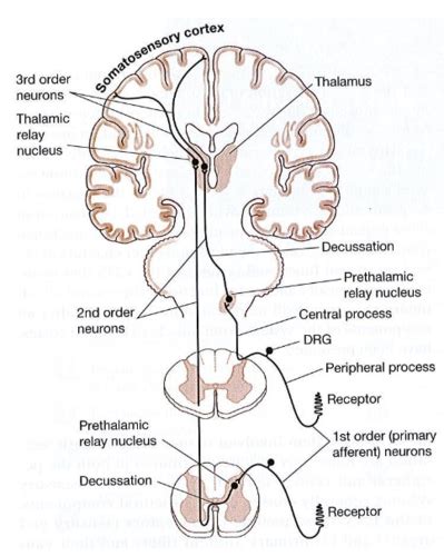 Systems Neuro Somatosensory Systems Part Flashcards Quizlet