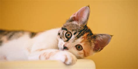 R Yada Kedi G Rmek Ne Anlama Gelir