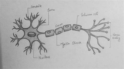 How To Draw A Neuron Step By Step For Beginners Neuron Diagram YouTube