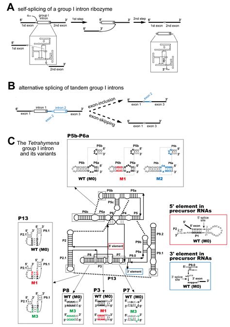Biomolecules Free Full Text Pairwise Engineering Of Tandemly