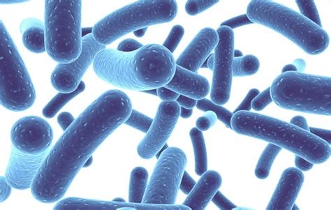 Lactobacillus Acidophilus L Acidophiles Produsen Dan Pemasok Harga