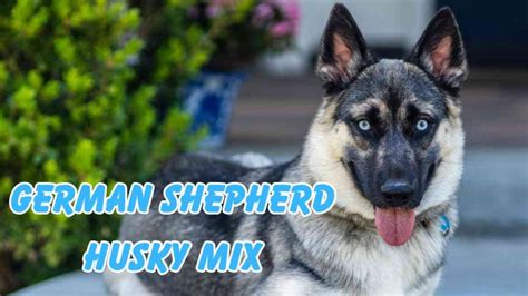 German Shepherd Husky Mix Gerberian Shepsky