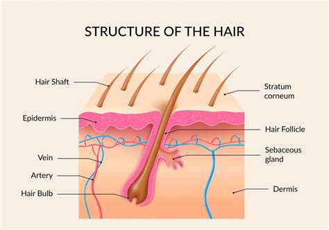 Hair Shaft And Root Diagram