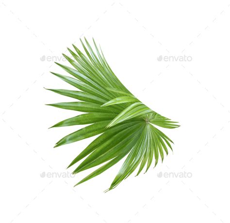 Tropical Nature Green Fan Palm Leaf Pattern On White Stock Photo By