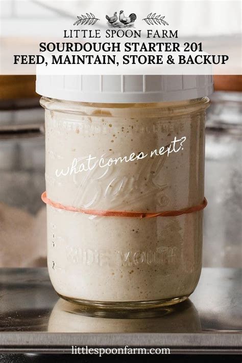 Learn How To Feed Maintain Store And Save Your Sourdough Starter With