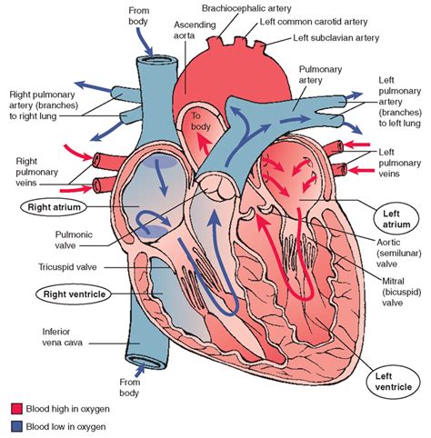 Heart Valves Cardiovascular System Human Heart Anatomy Heart Function