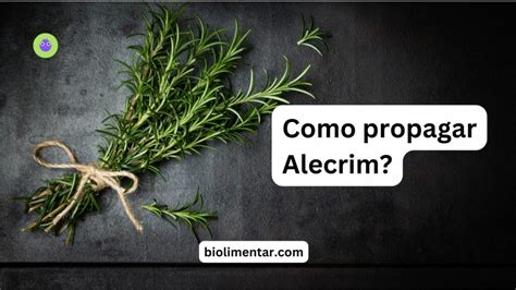 Topo Imagem Para Qu Alecrim Bom Br Thptnganamst Edu Vn