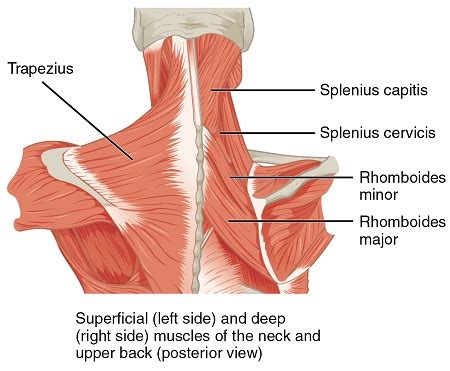 Axial Muscles Of The Head Neck Back Structure Movement Function