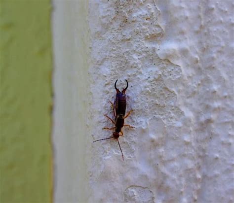 Découvrez le Monde Fascinant du Forficule ou Perce Oreilles