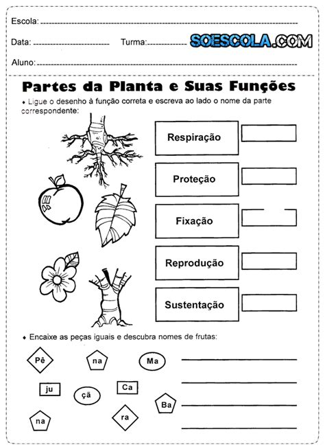 Atividade De Ci Ncias Ano Sobre Plantas S Escola