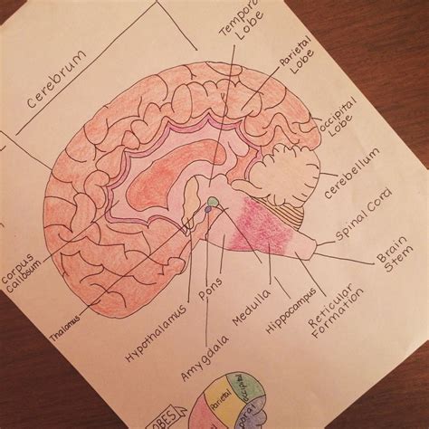 De Anatomie Van Het Menselijke Hersenen Zijaanzicht Vector Illustratie