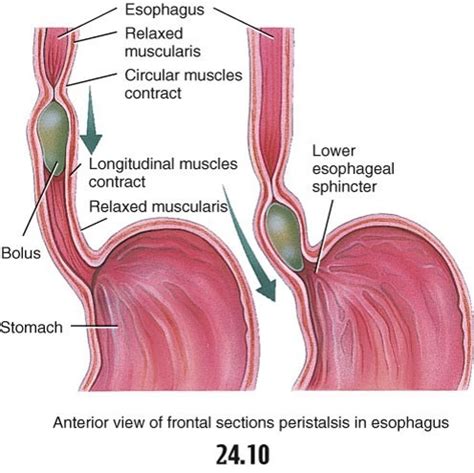 The Esophagus Stomach And Duodenum Flashcards Quizlet