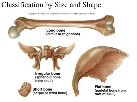 Ppt Osteology The Study Of Bone Anatomical Terminology And Basic