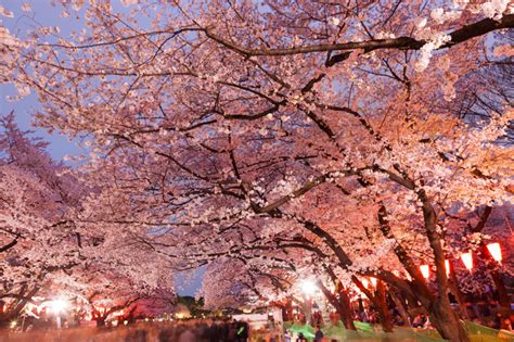 Facts And Tips For Enjoying Hanami In Japan Discover Oishii Japan Savor Japan Japanese