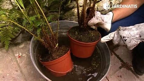 Cómo revivir una planta tras el verano Consejos para recuperarla