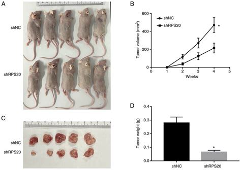 RPS20 Knockdown Inhibits Tumor Growth In Nude Mice A RPS20 Knockdown