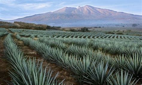 Cultivo de agave qué tener en cuenta y cómo mejorarlo
