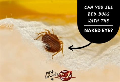 Are Bed Bugs Visible To The Naked Eye Nbkomputer
