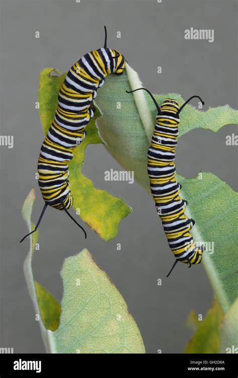 Monarch Butterfly Caterpillars Danaus Plexippus Feeding On Common
