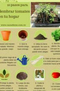 Guía paso a paso Cómo cultivar jitomates en tu propio huerto casero