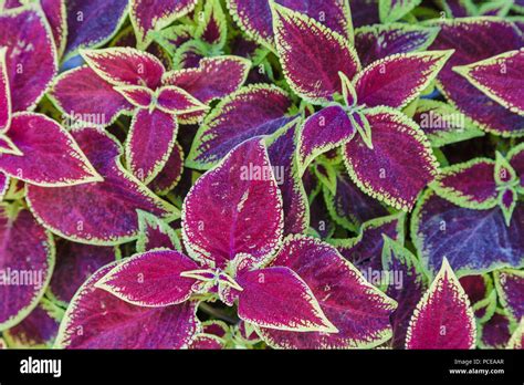 Red And Green Leaves Of The Coleus Plant Plectranthus Scutellarioides