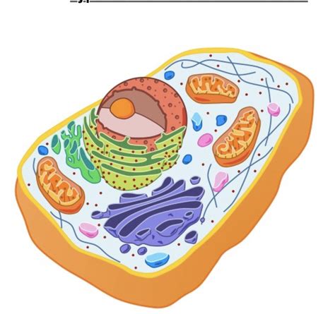 Diagram Of Biology Chapters Quizlet
