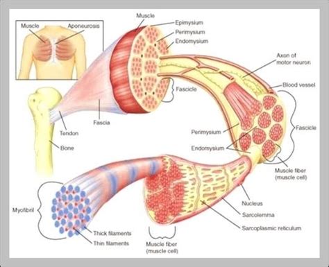 Muscle Diagram Labeled Labeled Muscles Of Lower Leg Human Muscle
