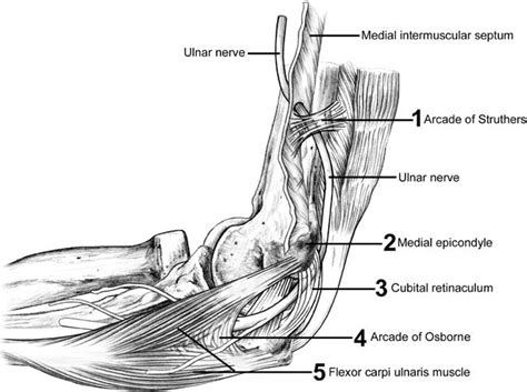 Veh Culo Enfatizar Lanzamiento Nerf Cubital Anatomie Alarmante C Ntrico