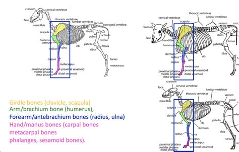 FORELIMB Osteology Diagram Quizlet