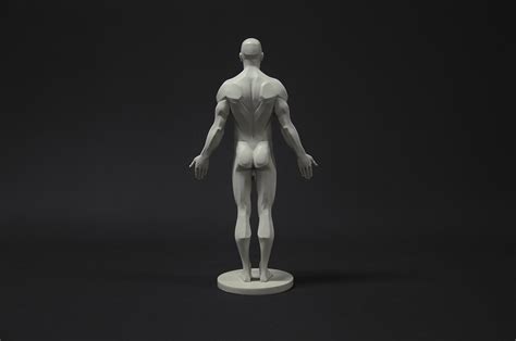 Male Anatomy Figure Collection Planar Ecorche And Skin Anatomical