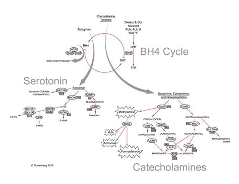 MTHFR And Depression The Folate And BH4 Connection Beyond MTHFR
