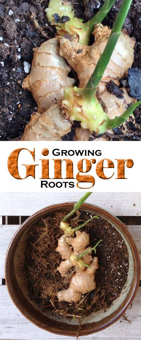 Growing Ginger Roots In A Pot With Text Overlay That Says Growing