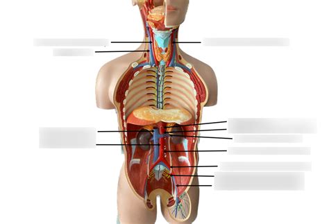 Model Labeling Of Midsection Arteries And Veins Diagram Quizlet