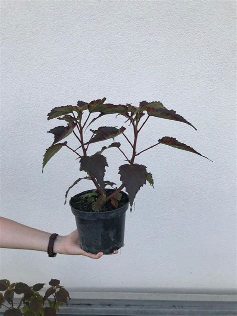 Hibiskus Bagienny Bylinowy Ketmia Bagienna Czerwony FIBEBALL