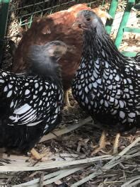 Wyandotten Wyandotten For Sale H Hnerrassen