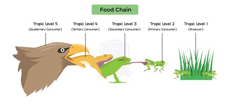 IGED BIO TOPIC 16 001 Food Chain Studia Academy Resources