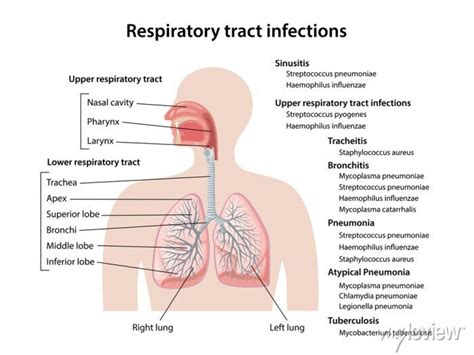 Respiratory System Diagram Without Labels