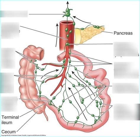 Superior Mesenteric Lymph Nodes Hot Sex Picture