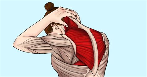 Estiramientos Para Aliviar La Tensi N En El Cuello Libera La