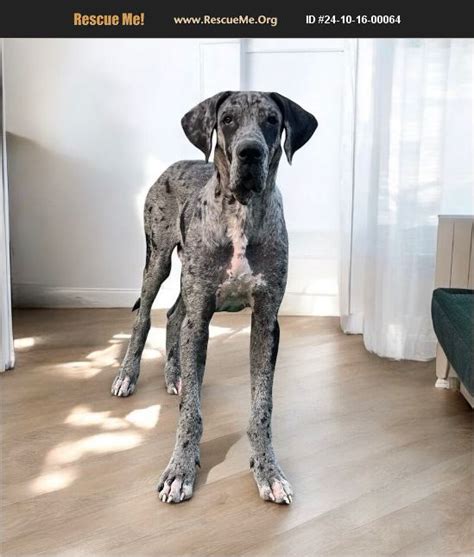 Adopt Great Dane Rescue Nashville Tn