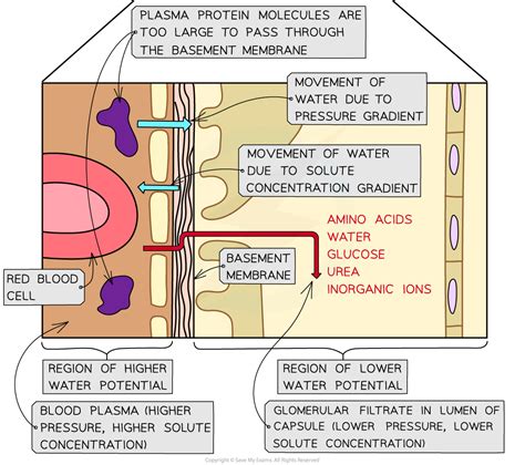 AQA A Level Biology复习笔记6 4 10 The Function of the Nephron 翰林国际教育