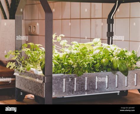 How To Start Growing With Hydroponics Using Indoor Grow Kit Or Indoor